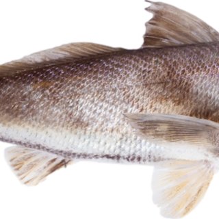 Atlantic Croaker (raw) vs Tilapia (raw): What is the difference?