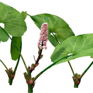 Pimpollo vs Yogur griego (bajo en grasas): ¿cuál es la diferencia?