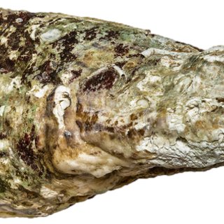 Huître américaine (crue) vs Huître creuse du Pacifique (crue): Quelle ...