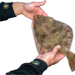 European Turbot (raw) vs Greenland Halibut (raw): What is the difference?