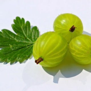 Gooseberry vs Muscadine Grape: What is the difference?
