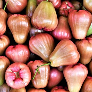 Arrowroot vs Rose Apple: What is the difference?