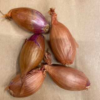 Shallots, raw vs Welsh Onion: What is the difference?